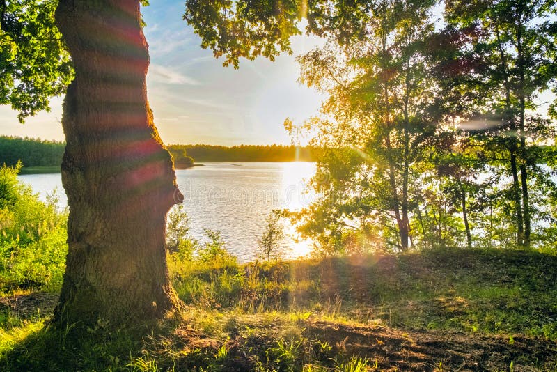 Sun Rays through Tree Branches Stock Image - Image of bright, tree: 5668309