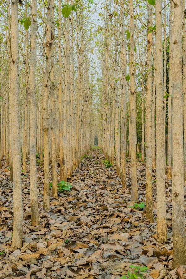 Gold teak trees stock image. Image of teak, trees, north - 53711537