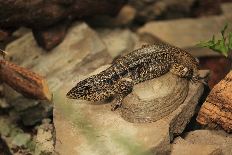 Gold tegu stock photo. Image of lizard, tupinambis, teguixin - 23075570