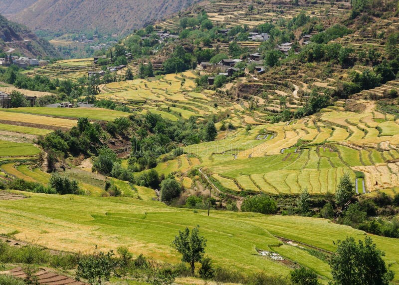 Gold terraced rice fields stock image. Image of light - 95600415