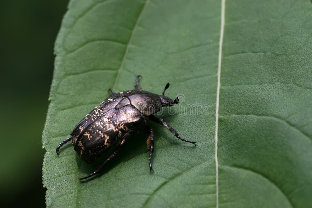 Gold tortoise shell stock image. Image of beetles, beautiful - 27737003