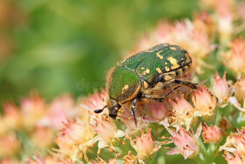 Gold tortoise shell stock photo. Image of material, details - 28425786