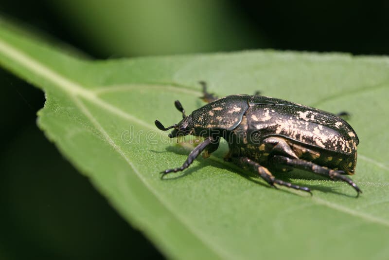 Gold tortoise shell stock image. Image of color, class - 28426377