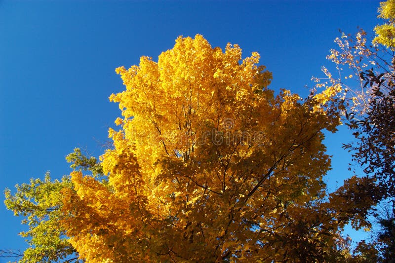 Gold Tree stock image. Image of emotions, nature, bright - 260797