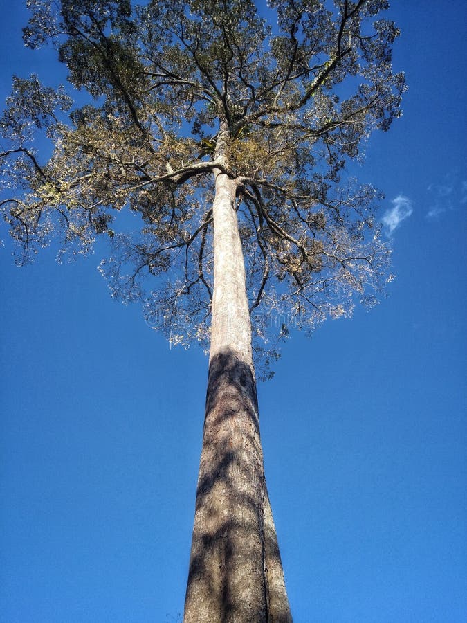 Gold tree, central borneo stock photo. Image of produce - 264045482