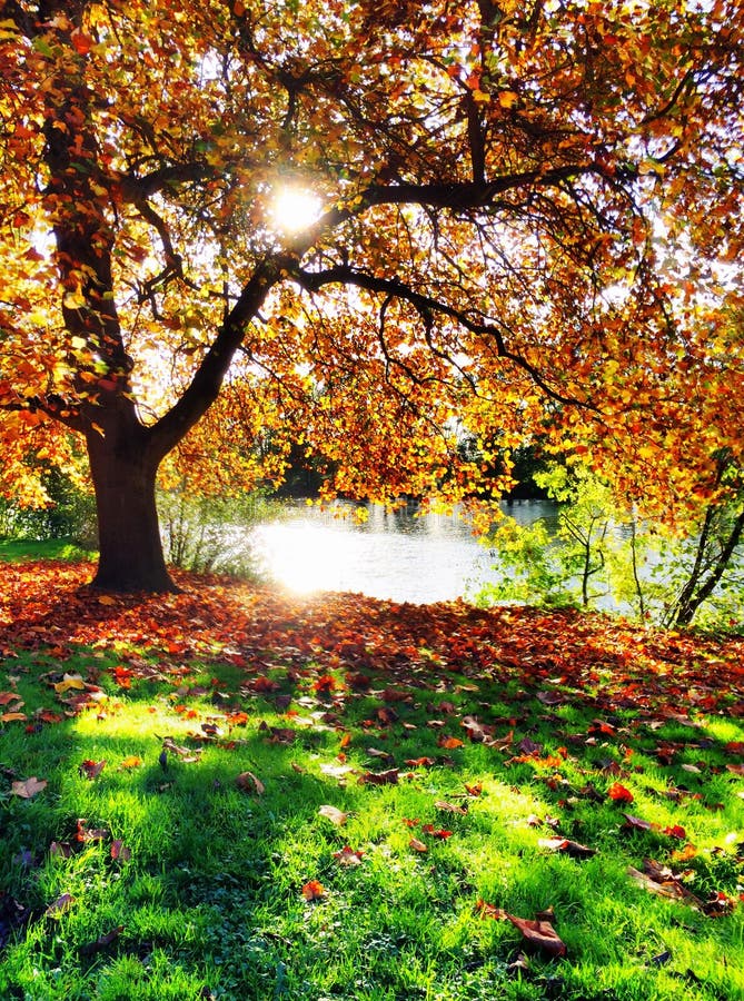 Autumn tree/fall tree stock image. Image of cliveden - 58607515