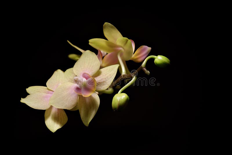 Gold Tris Miniature Phalaenopsis on Black Background Stock Photo ...