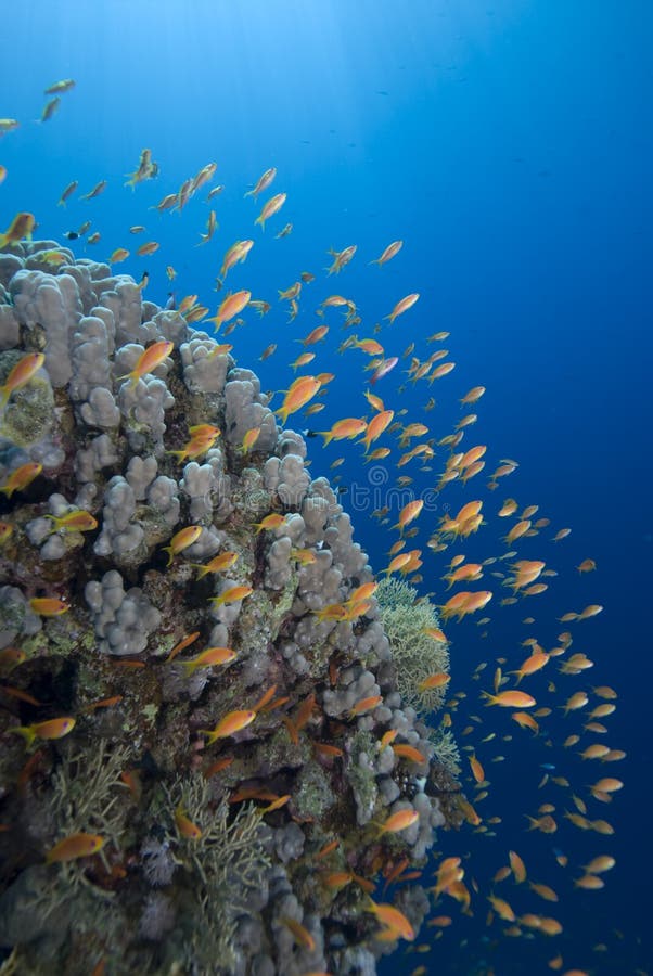 Gold Tropical Fish And Coral Reef Stock Photo - Image of space, shoal ...