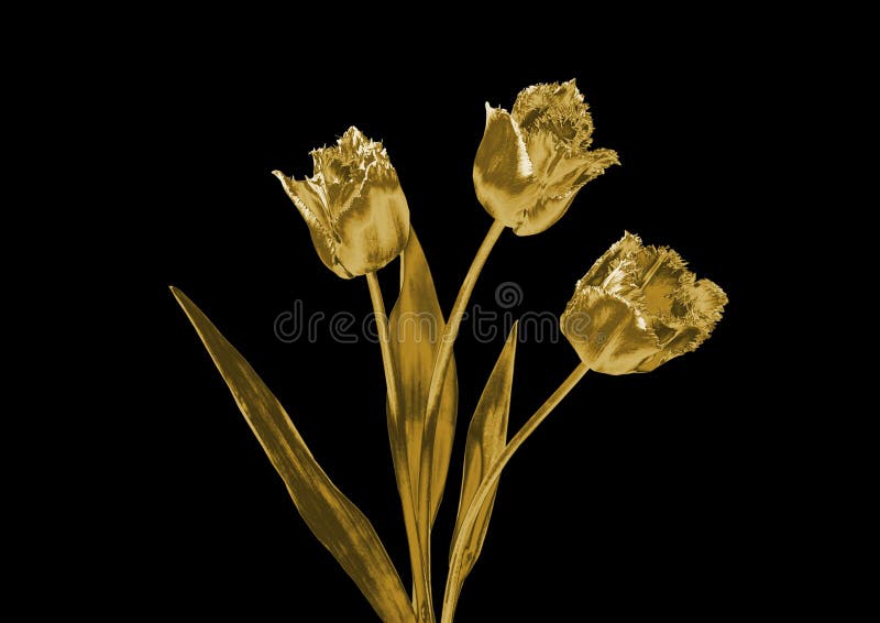 Gold tulips stock photo. Image of beautiful, orchid, beauty - 96009256