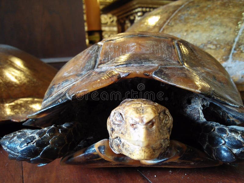 Gold turtle stock image. Image of animal, sacred, shell - 94437713