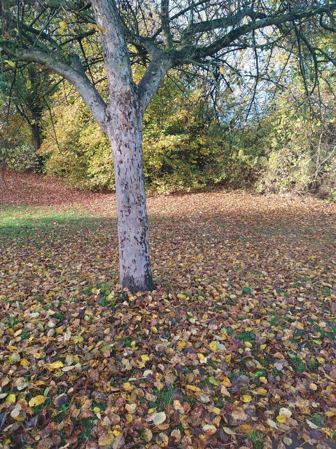 Gold under tree stock image. Image of autumn, nature - 200684351