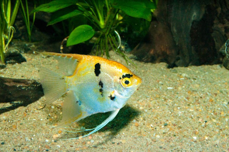 Gold Veil Angelfish stock photo. Image of fish, fishtank - 12138144