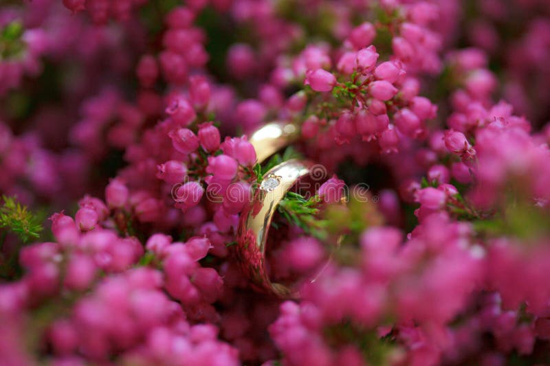 Gold Wedding Rings in a Beautiful Pink Flower. Stock Image - Image of ...