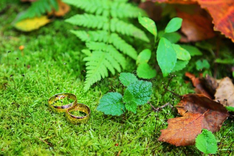 Wedding Rings on a Yellow Leaf in the Forest Stock Photo - Image of ...