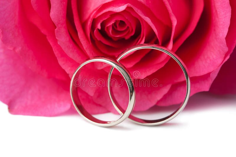 Gold Wedding Rings and Pink Rose Isolated Stock Photo - Image of pink ...