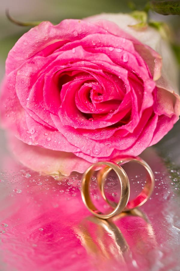 Gold Wedding Rings and Rose Stock Photo - Image of engagement, drops ...