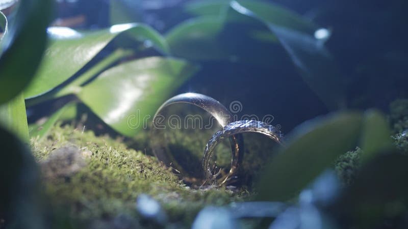 Gold Wedding Rings in the Smoke. Stock Footage - Video of luxury ...