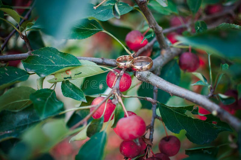Gold Wedding Rings on the on the Tree Branch Stock Image - Image of ...
