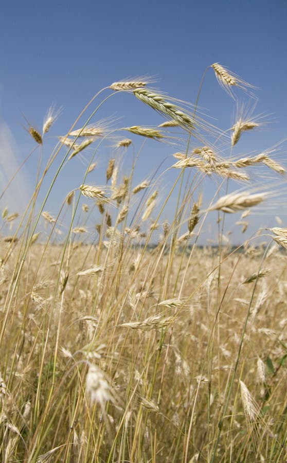 Gold wheat stock photo. Image of ripe, healthy, closeup - 10119624