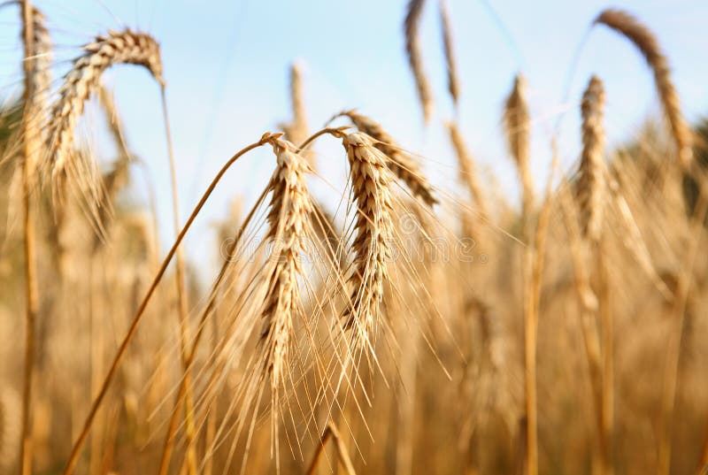 Gold wheat and blue sky stock photo. Image of grain, plant - 14022052