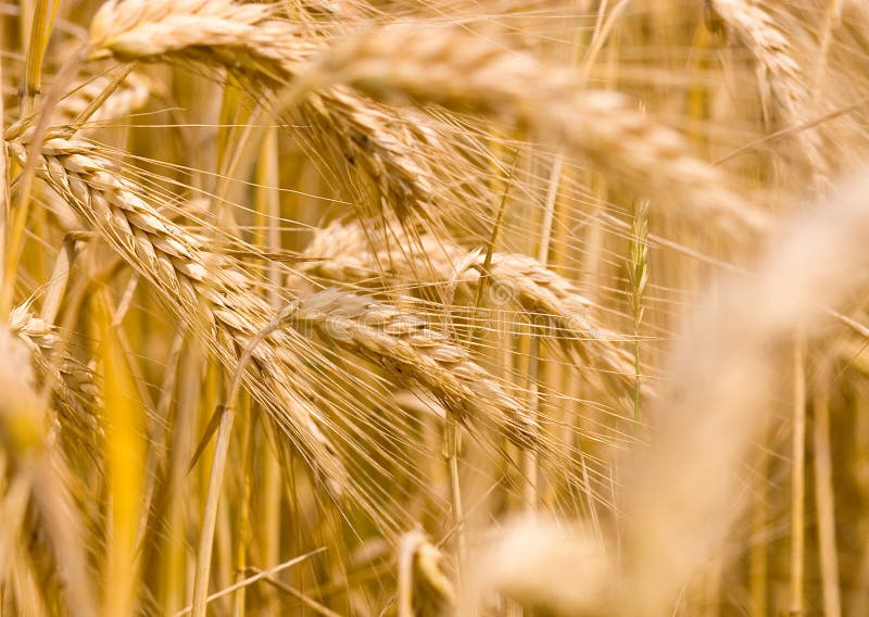 Gold wheat stock image. Image of ripe, outdoors, agriculture - 26006769