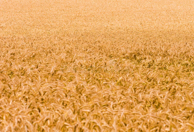 Gold wheat stock photo. Image of outdoors, agriculture - 26006784