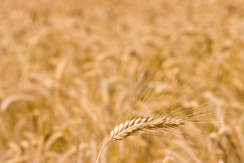 Gold wheat stock image. Image of food, growth, seed, rural - 26006797