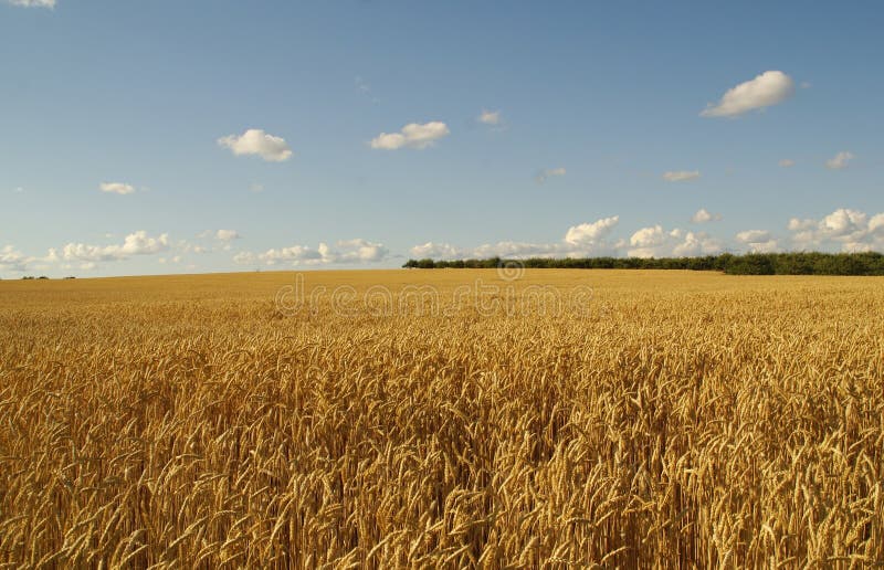 Gold wheat stock image. Image of field, nature, cloudy - 2789555