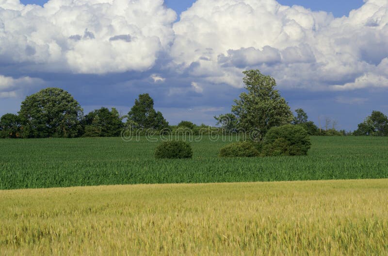 Gold Wheat Picture. Image: 2789606