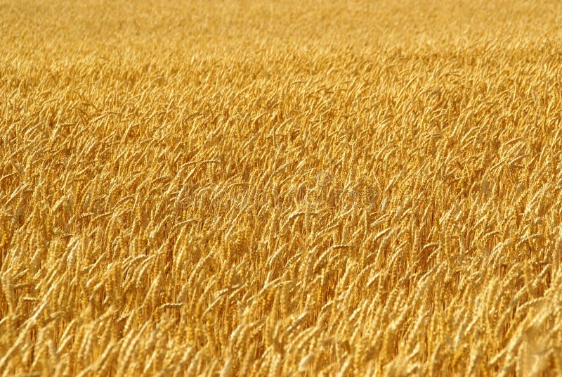 Gold wheat stock photo. Image of nature, outdoor, color - 2789634