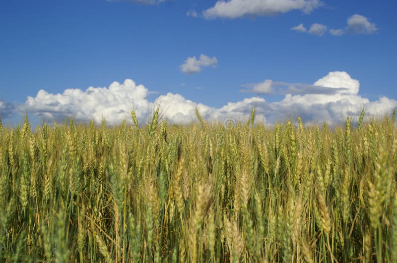 Gold Wheat Picture. Image: 2789655