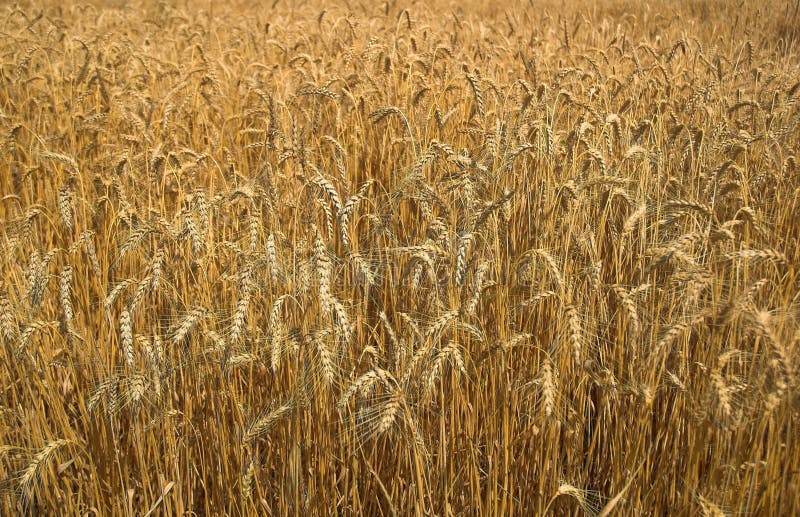 Gold wheat stock image. Image of environment, background - 5857103