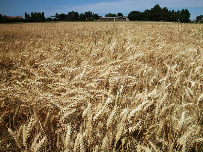 Gold wheat field stock photo. Image of grain, natural - 9936226
