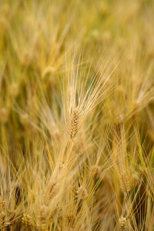 Gold wheat field stock photo. Image of wheat, farm, harvest - 151726294