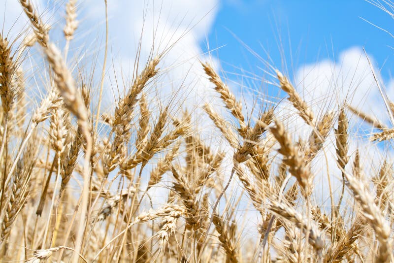 Gold wheat field stock image. Image of mellow, autumn - 24759793