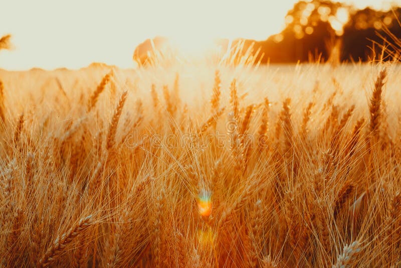 Gold wheat field stock image. Image of golden, landscape - 101550455