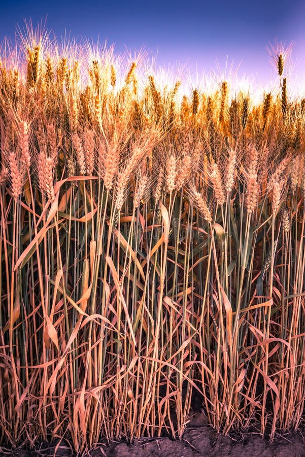Gold Wheat Field and Blue Sky Stock Photo - Image of pasture, field ...
