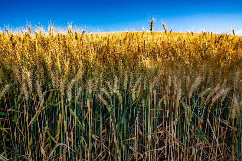 Gold Wheat Field and Blue Sky Stock Image - Image of growth ...