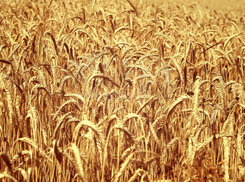Gold wheat field stock photo. Image of outside, cultivated - 43024604