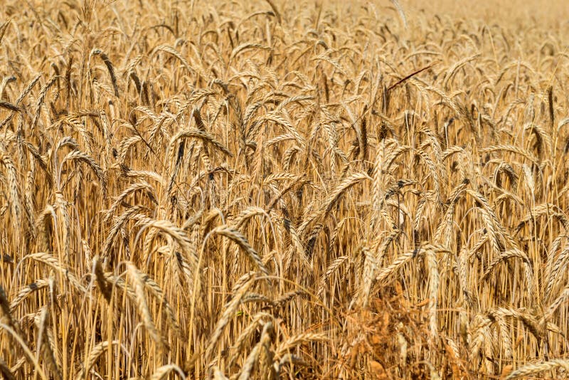 Gold wheat field stock image. Image of growth, plant - 43024617
