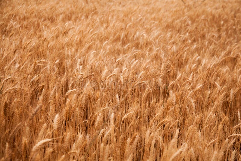 Gold wheat field stock image. Image of healthy, nature - 57459703