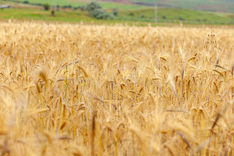 Gold Wheat Field, Ripening Ears of Yellow Wheat Field Stock Photo ...