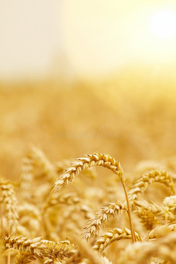 Gold Wheat Field on a Sunset. Crops Field Stock Illustration ...