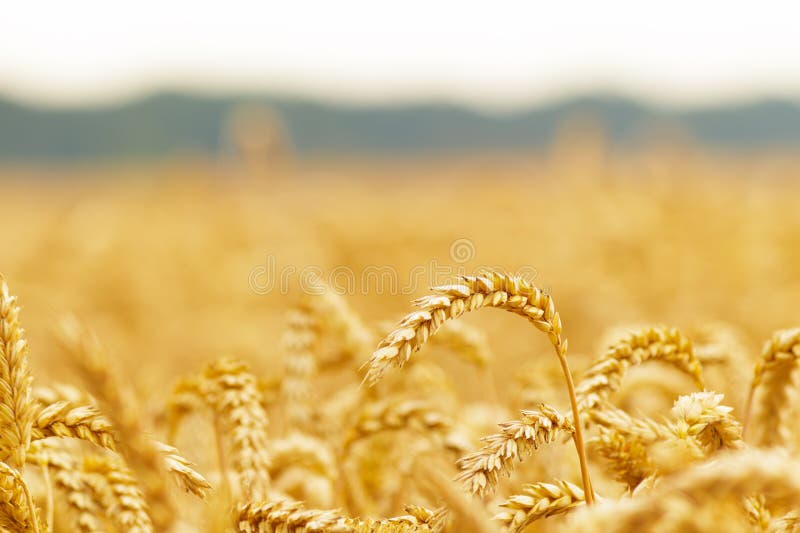 Gold Wheat Field on a Sunset. Crops Field Stock Illustration ...