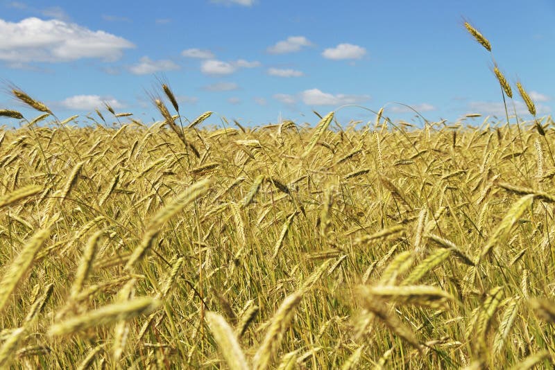 Gold wheat. stock image. Image of golden, growing, cloud - 42419489