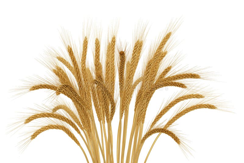 Gold Wheat Isolated on White Background. 3D Illustration Stock ...