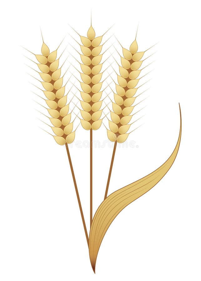 Gold Wheat stock illustration. Illustration of gluten - 53413286