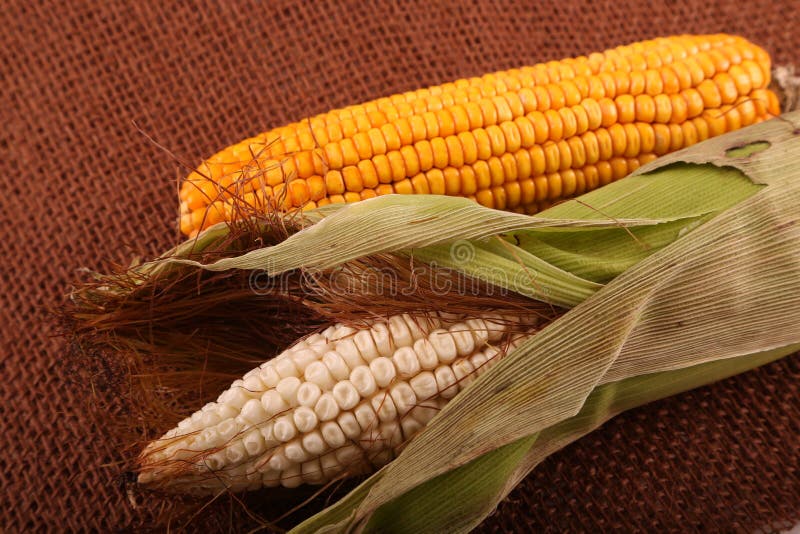 Gold and White Corn stock photo. Image of meal, recipes - 101417484