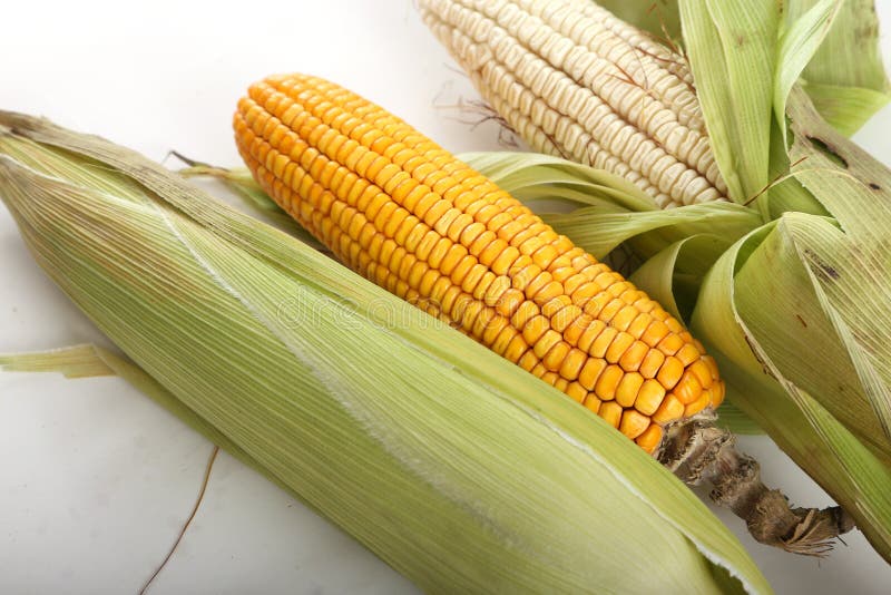 Gold and White Corn stock photo. Image of golden, plant - 95021096