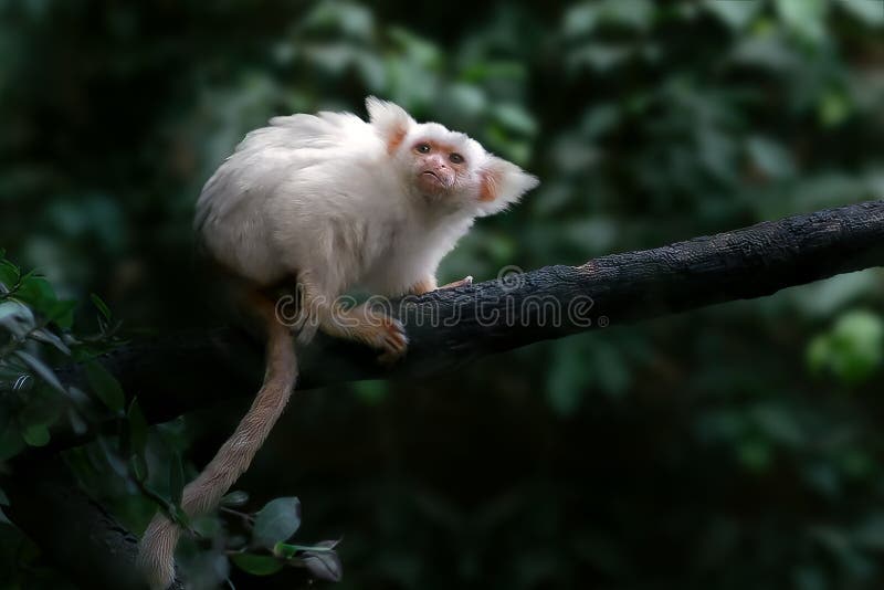 Gold-and-white Marmoset Monkey Stock Photo - Image of biology ...